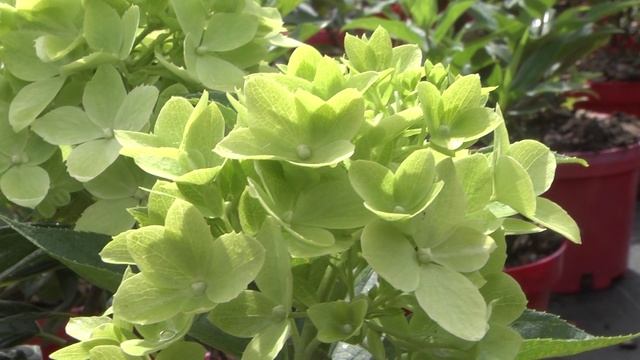 ОБЗОР ГОРТЕНЗИЙ от ВЕРЫ ГЛУХОВОЙ