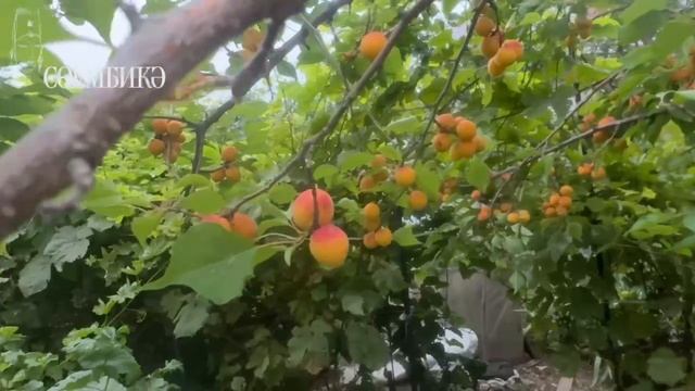 Бакчачы Галишан Нуриәхмәт: «Быел да  абрикослар уңды»