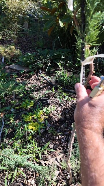 Формирование можжевельника на штамбе