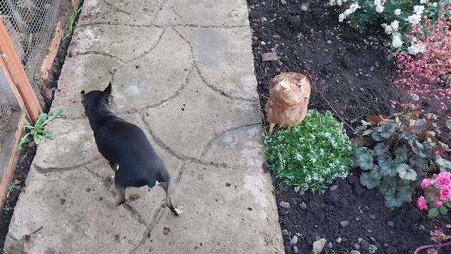 Вечерний променад.