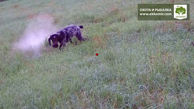 Лотта подаёт добытую птицу. +18