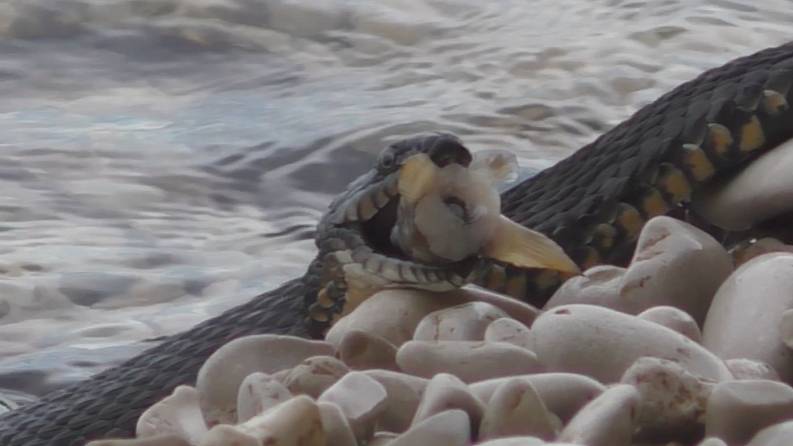 Уж приплыл на завтрак