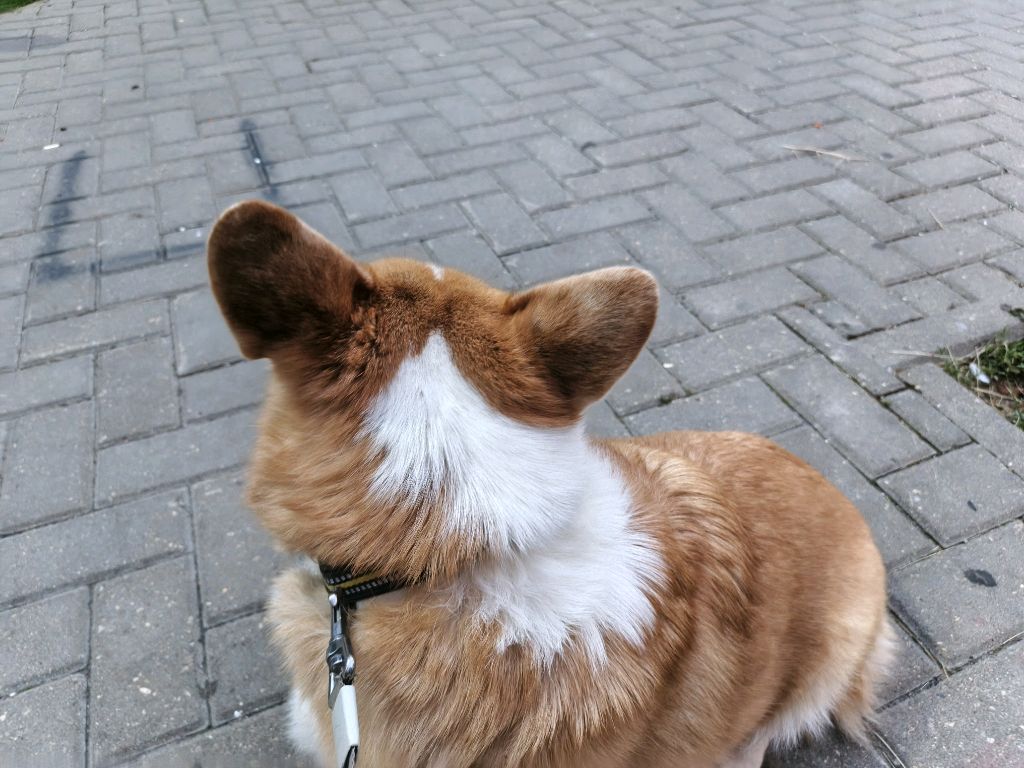 трансляция + киса = топ