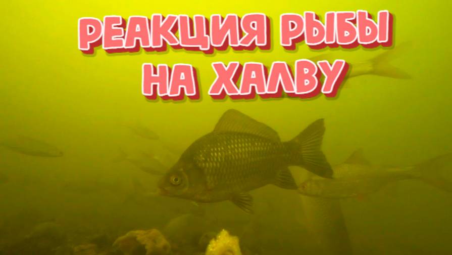 Реакция рыбы на  ХАЛВУ (Подводная съёмка.)