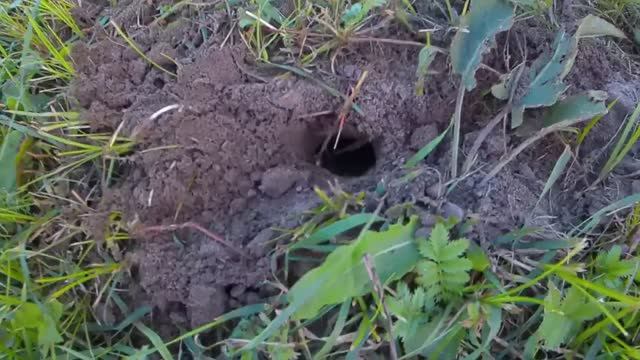 Как избавиться от кротов