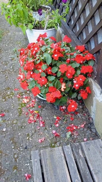 Сад и огород. 12 августа 2025 г.