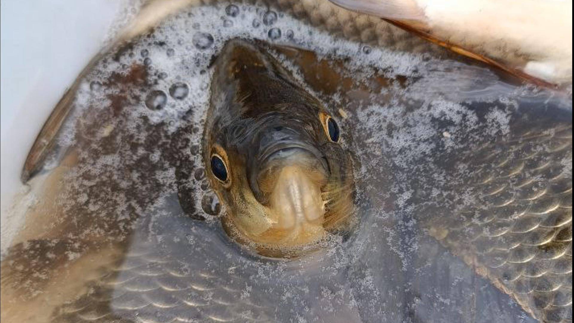 Карась! Катнулись в область, отдохнули)