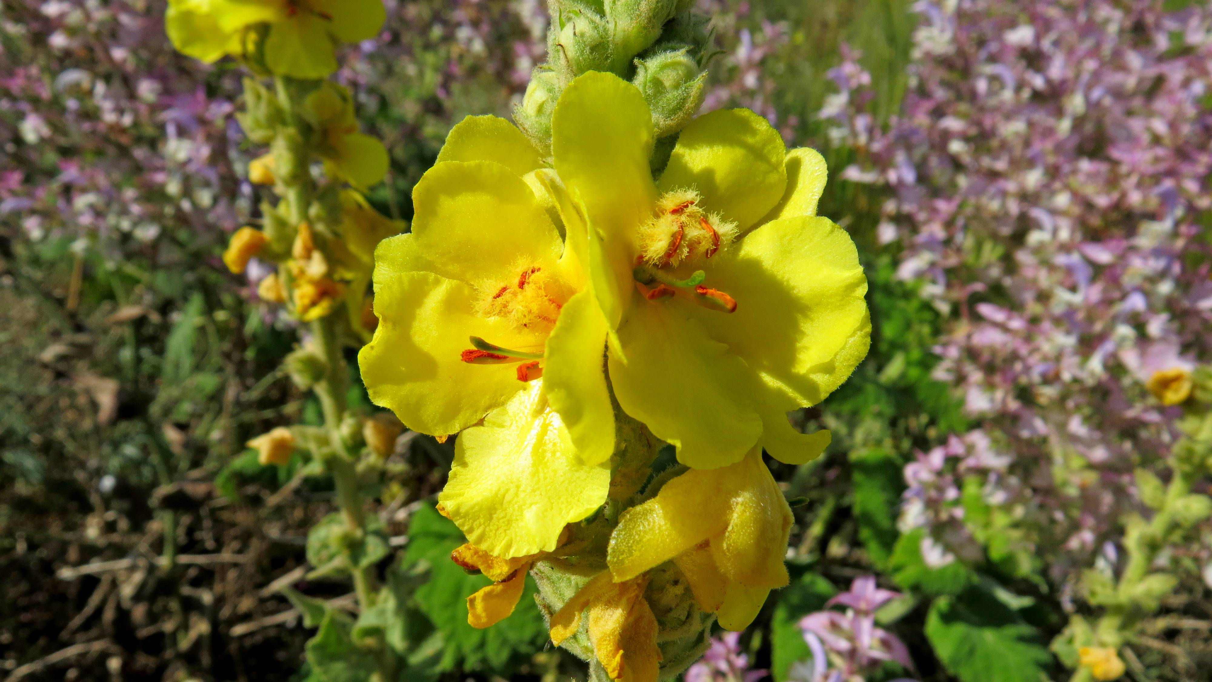 Цветущее поле. Июнь.