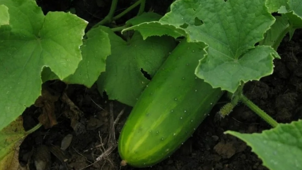 ИЮЛЬСКИЕ ОГУРЦЫ, ФОРМИРУЕМ.