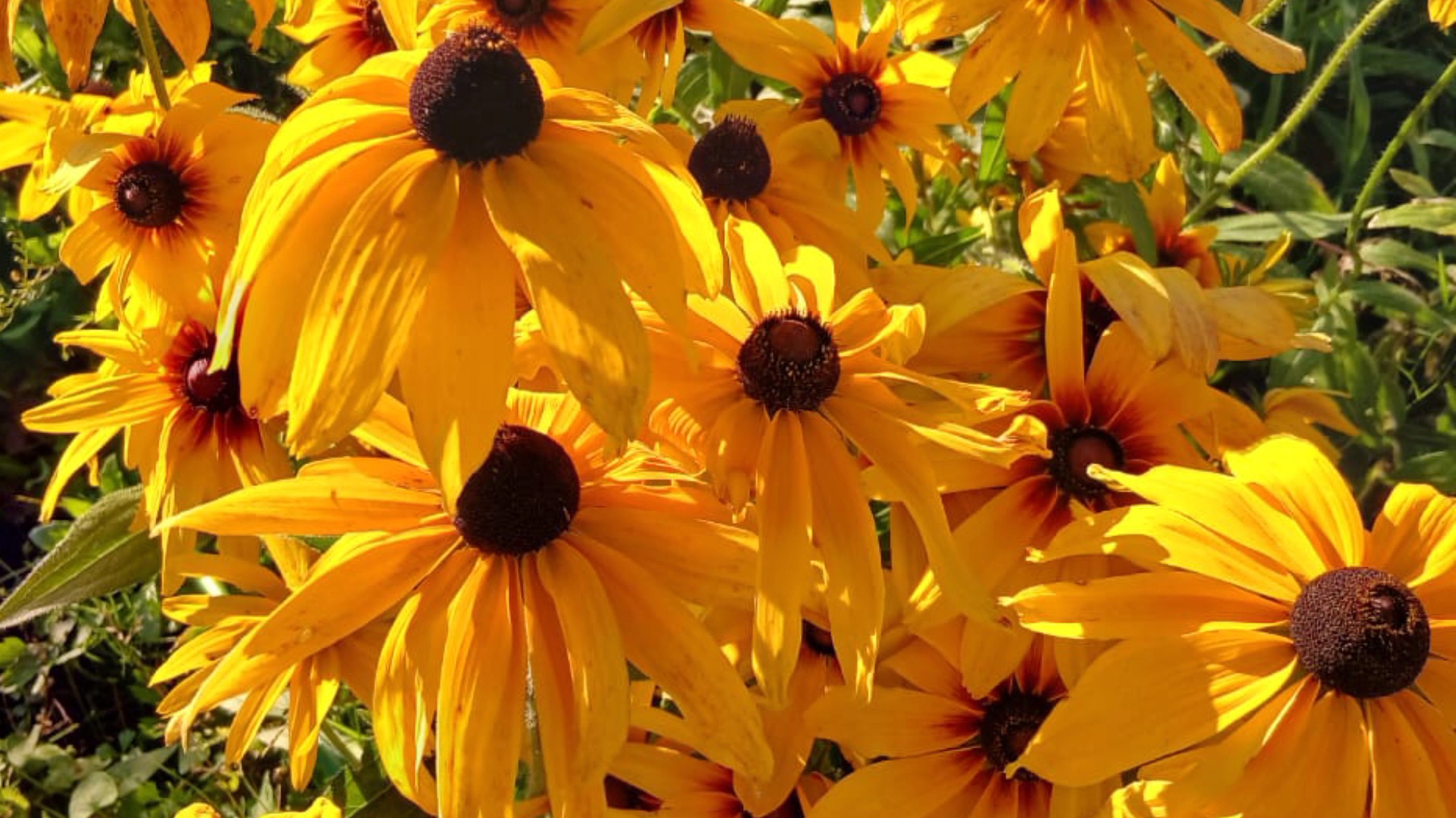 Садовые цветы. Георгины розы рудбекии...Цветы августа.Видеофильм.