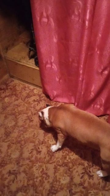 На собаку снова идёт воздействие торсионным генератором