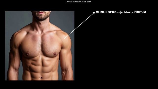 Части тела на английском с переводом (лоб, поясница, предплечье, затылок и др.)