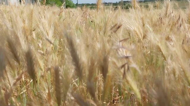 Мышиный ячмень!