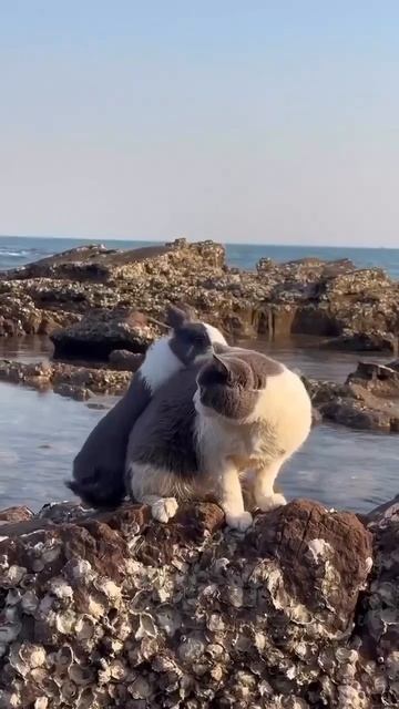 Братья кролики и котики