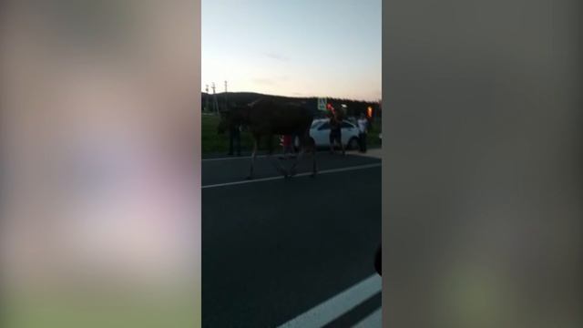 Лось в городе