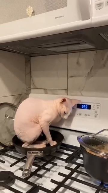 Котик готовится