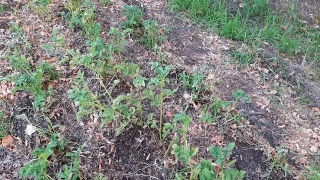 Продолжение эксперимента с картофелем. Часть четвертая