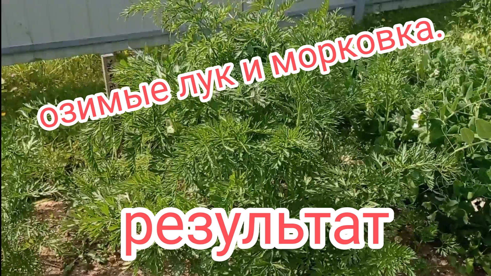Озимые лук и морковь.