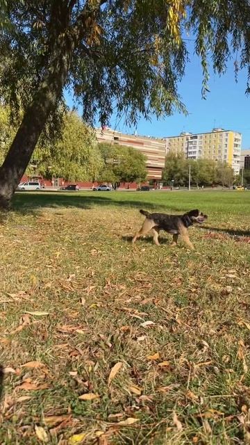 Бордер Терьер Грэм - тренировка, отрабатываем элементы