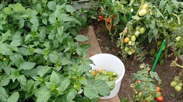 Огородный влог Делаю дела и хожу болтаю обо всем