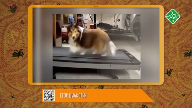 Живой журнал. Промо. Канал ЗОО ТВ