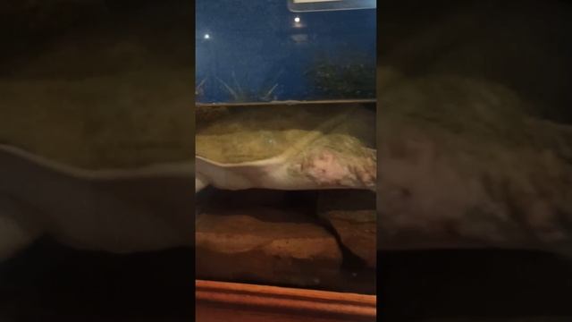 Поездка в Экодеревушку, крокодиловая ферма, рядом с Коломной