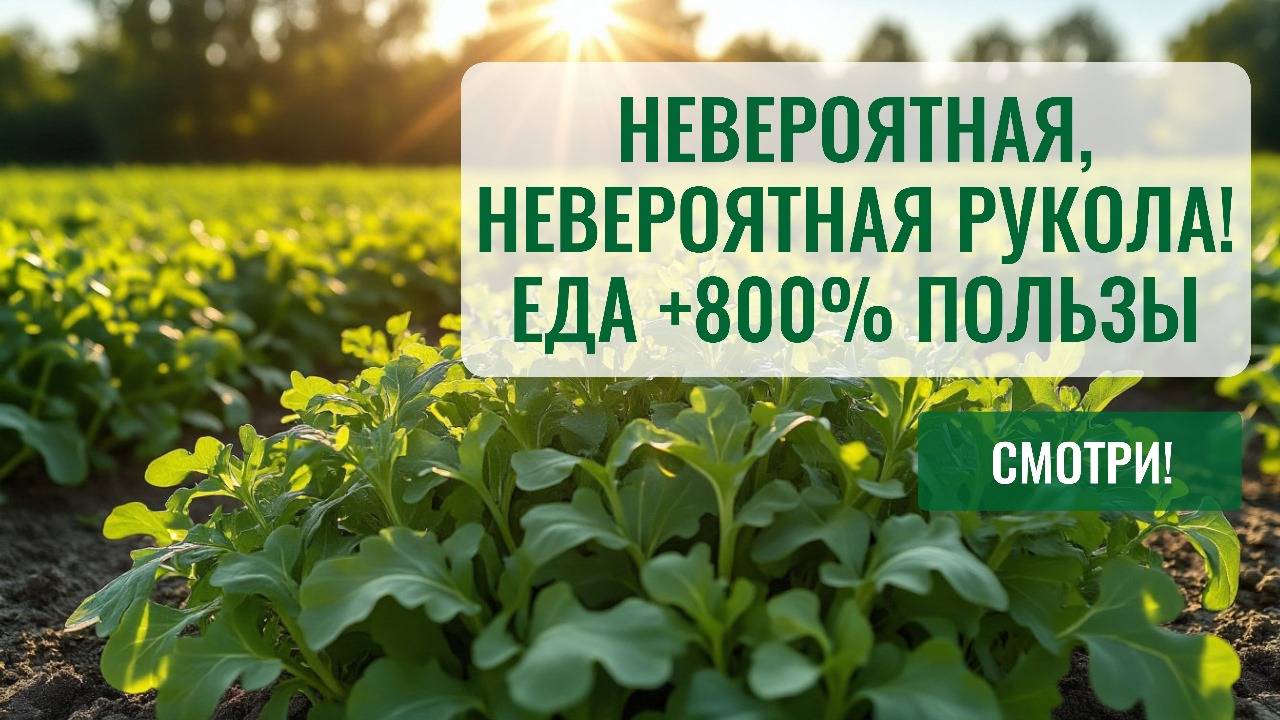 SOS! Весь мир ест пустую еду! Башинком открывает секреты выращивания полноценных плодов