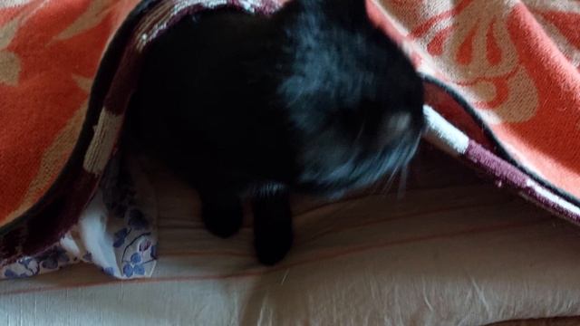 Черный Кот Жук прячется в жару под одеяла поспать.
