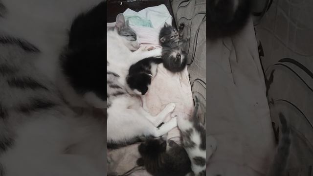Котятки и кошка