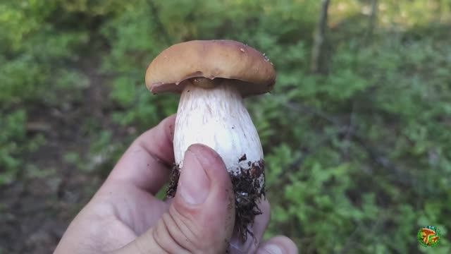 Белые грибы повсюду! Еле выбрались из окружения!!! 15.08.25