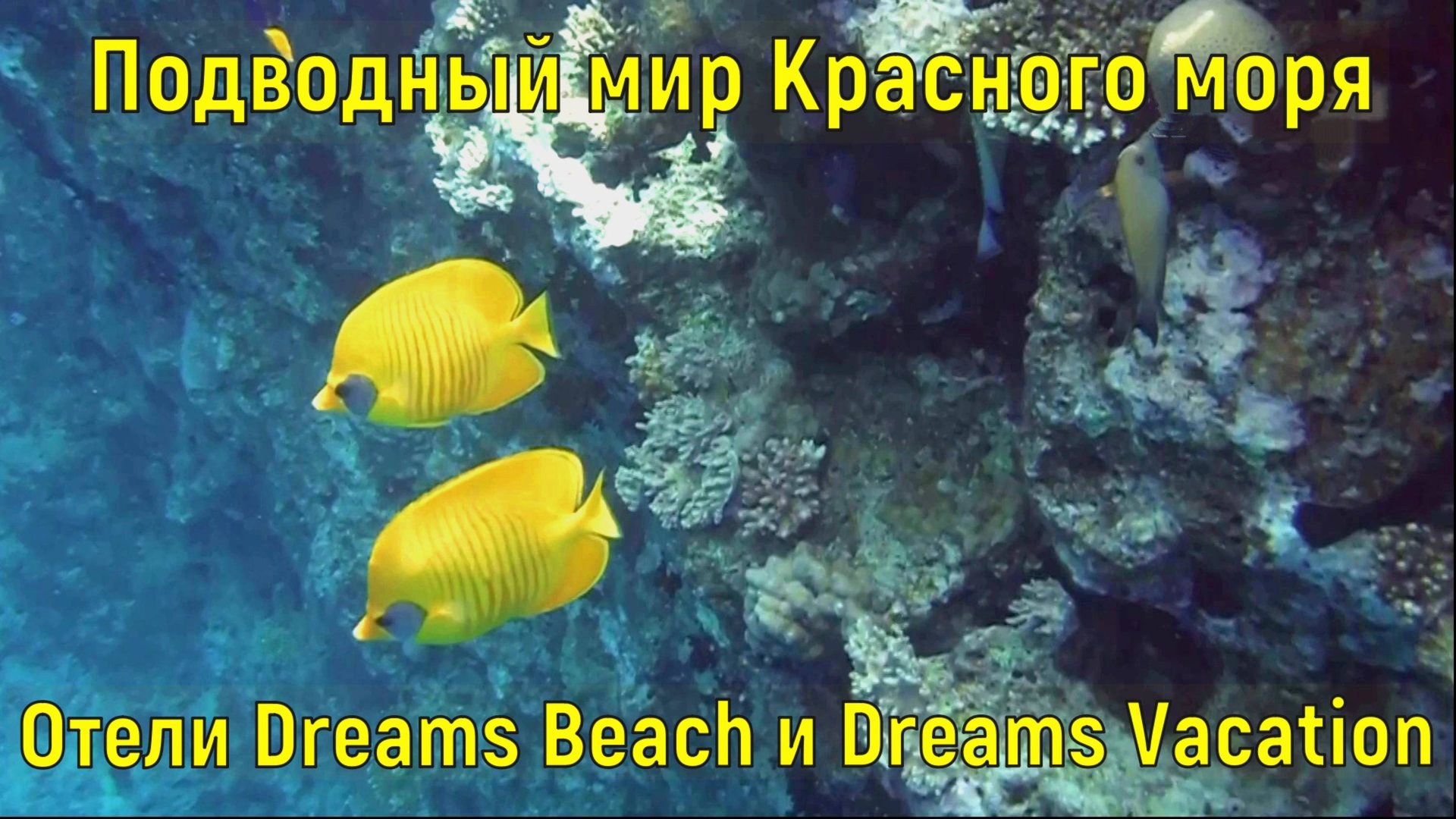 Подводный мир и коралловый риф отелей DREAMS BEACH и DREAMS VACATION ШАРМ-ЭЛЬ-ШЕЙХ