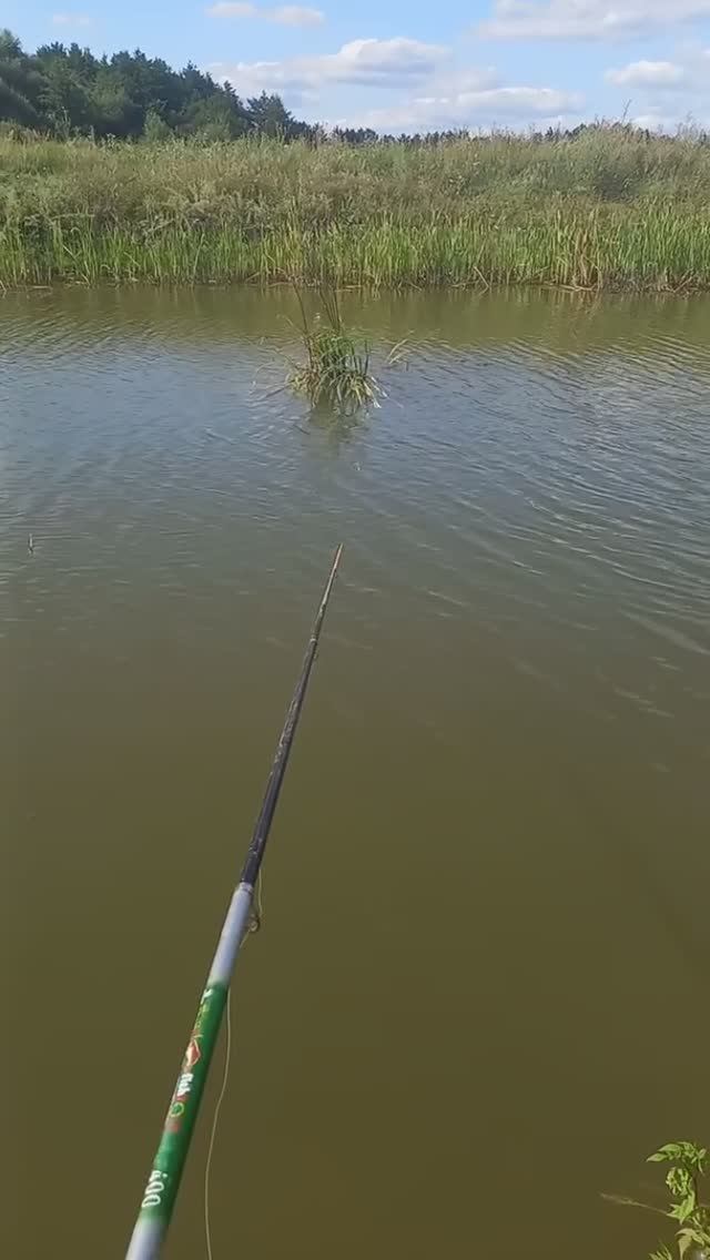 дерзкая поклека и вываживание, карп 1 кг