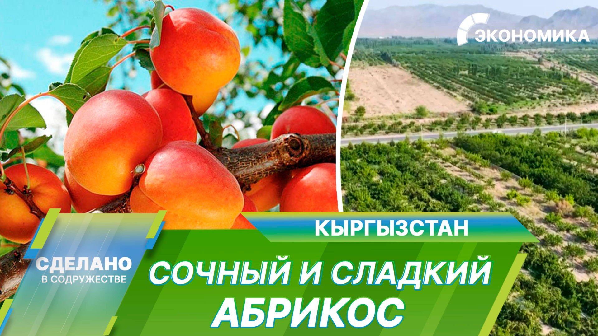Как выращивают сочный и сладкий абрикос в Баткенской области Кыргызстана?