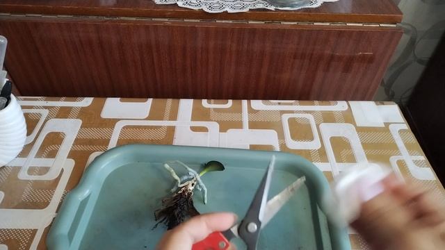 Орхидея Притория. Без прикрас, печальная история 😭.