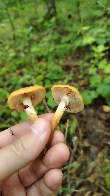 Ранние осенние опята. Начало августа