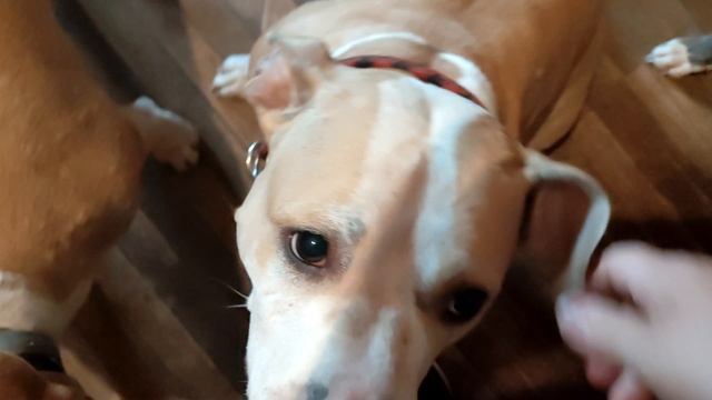 Tcenniy Prize Idillia, очень хочется гулять.