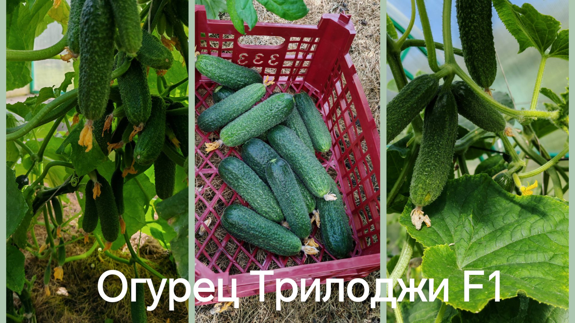 Огурец Трилоджи F1. Профессиональные семена.
