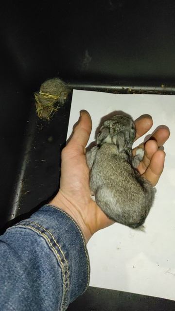 Крольчата. День 12-й