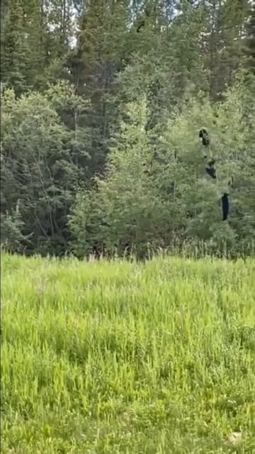 Засняли медвежат в тайге #тайга #медвежата #медведи #медведь