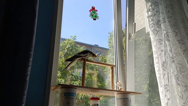 И спать охота, и погулять..Чика птичка