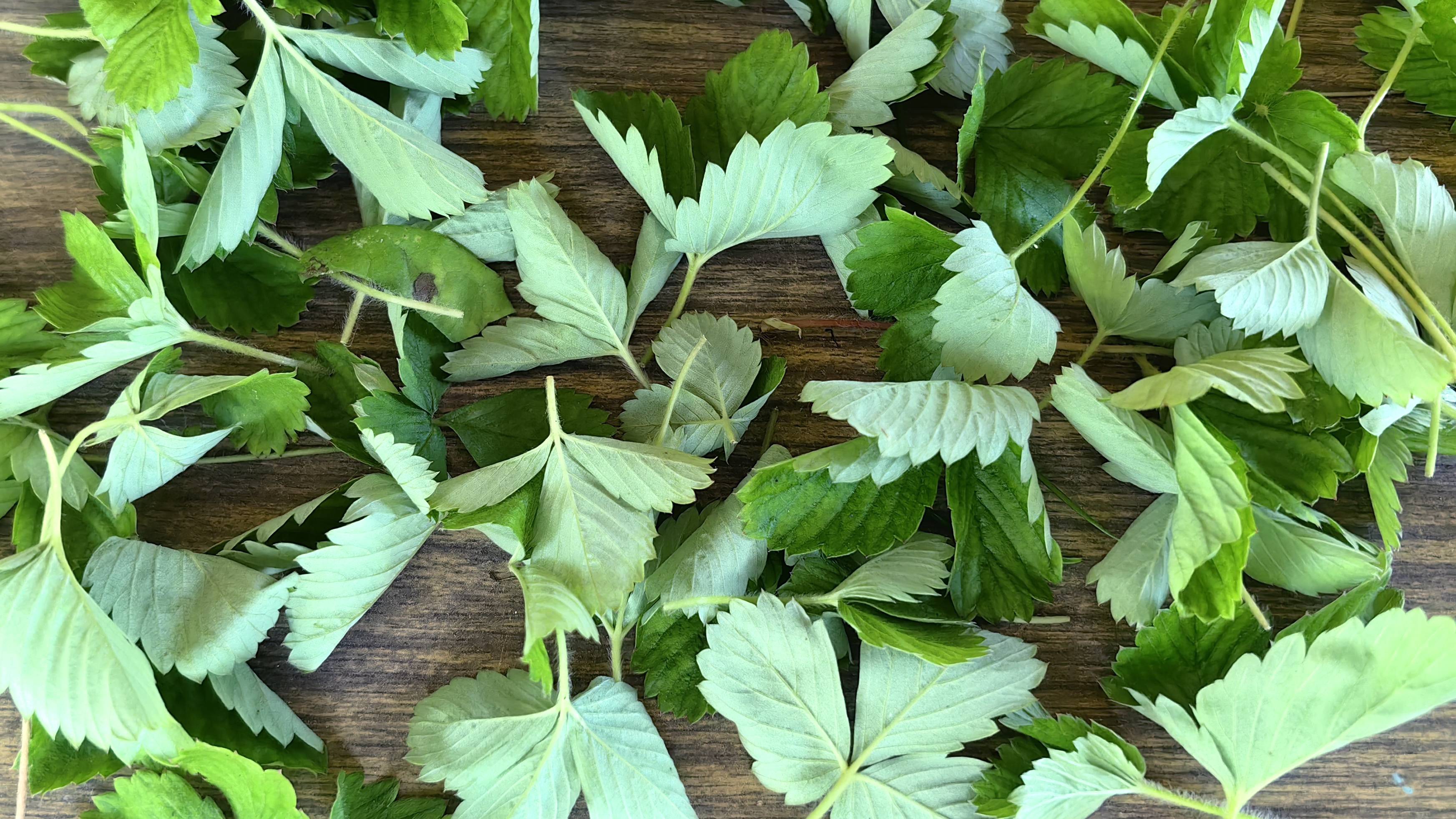 Когда и как заготавливать листья земляники для заваривания