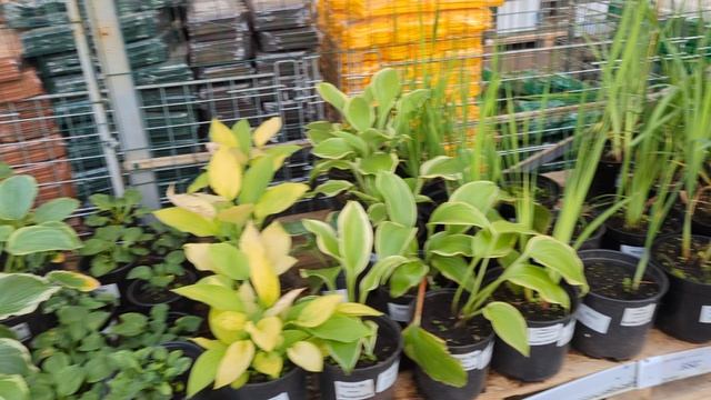 16-08-2025.Лемана про..прогулочка  по кустам🤣