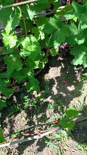 Прошу помощи в определении сорта винограда