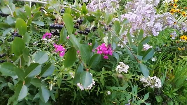 Вот это урожай! Черноплодка буйствует!