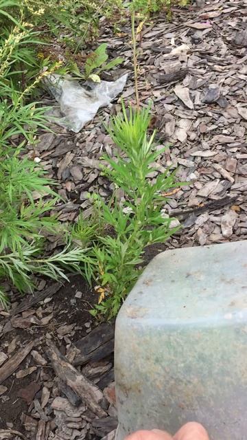 #собака #комление #гаражные #shorts