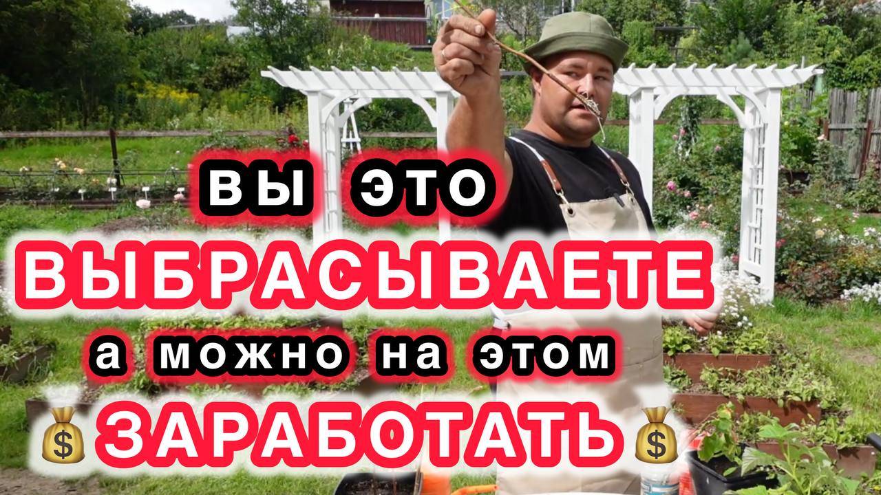 ХВАТИТ ТРАТИТЬ ЗАРПЛАТУ В САДОВЫХ ЦЕНТРАХ! Пора размножать самим и зарабатывать на этом.