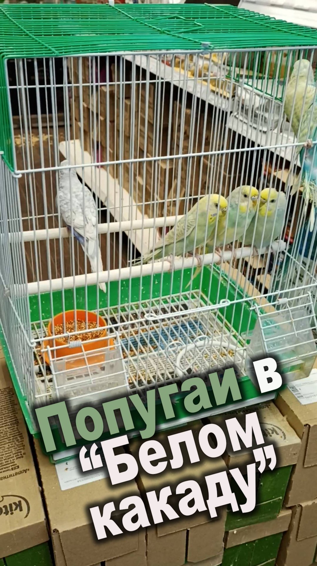 Попугаи в зоомагазине Белый какаду