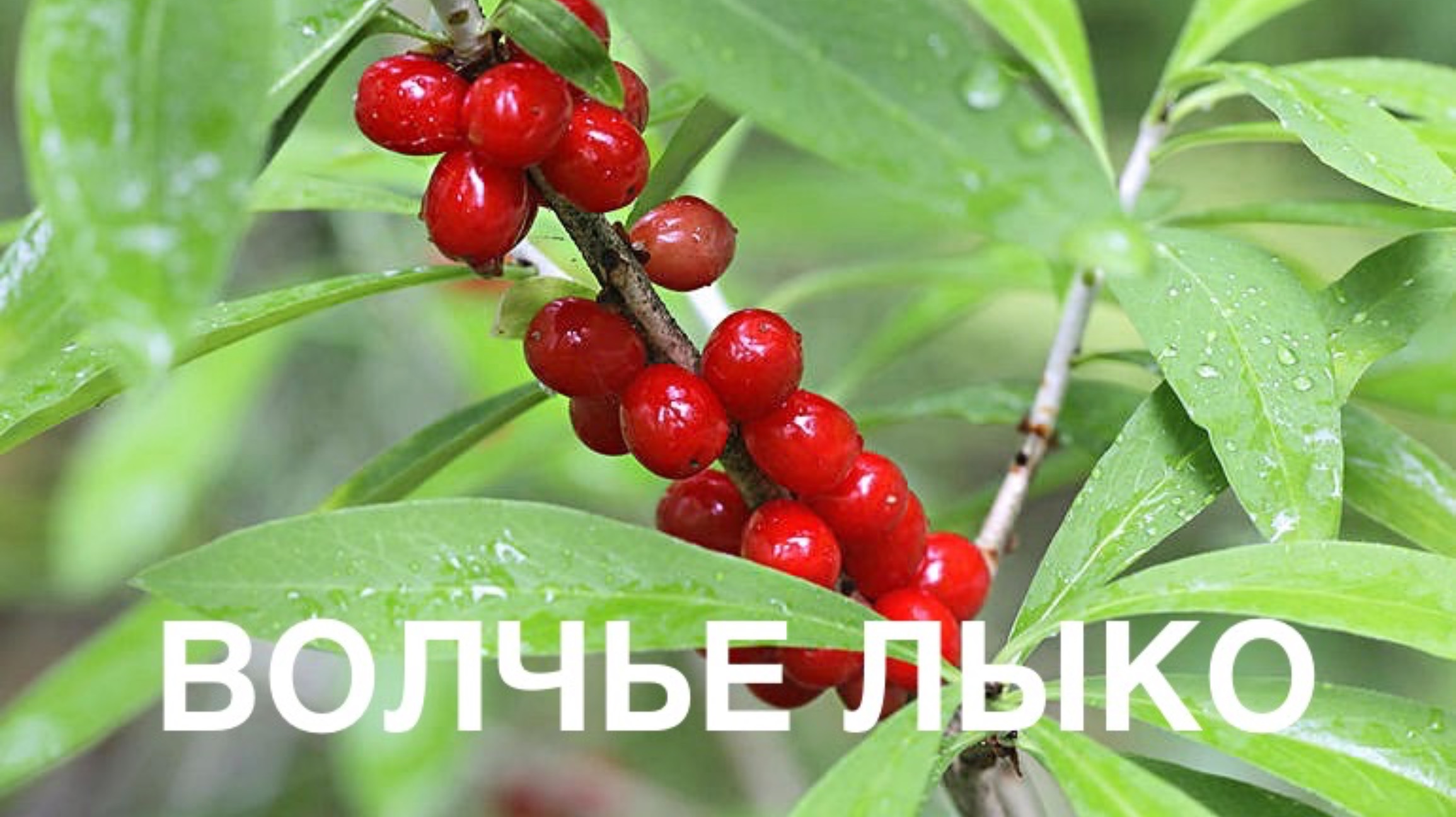 Алфавит. О РАСТЕНИЯХ. ВОЛЧЬЕ ЛЫКО.