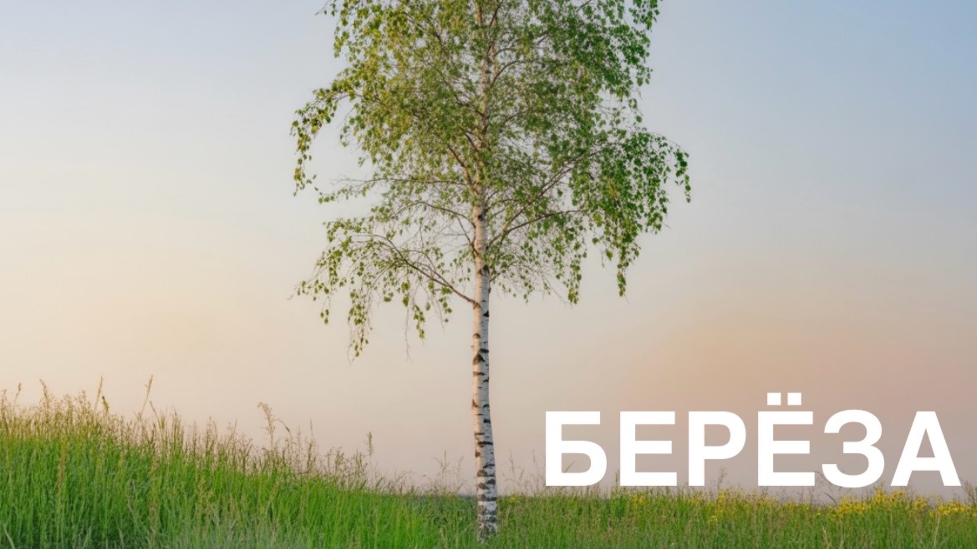 Алфавит. О РАСТЕНИЯХ. БЕРЁЗА.