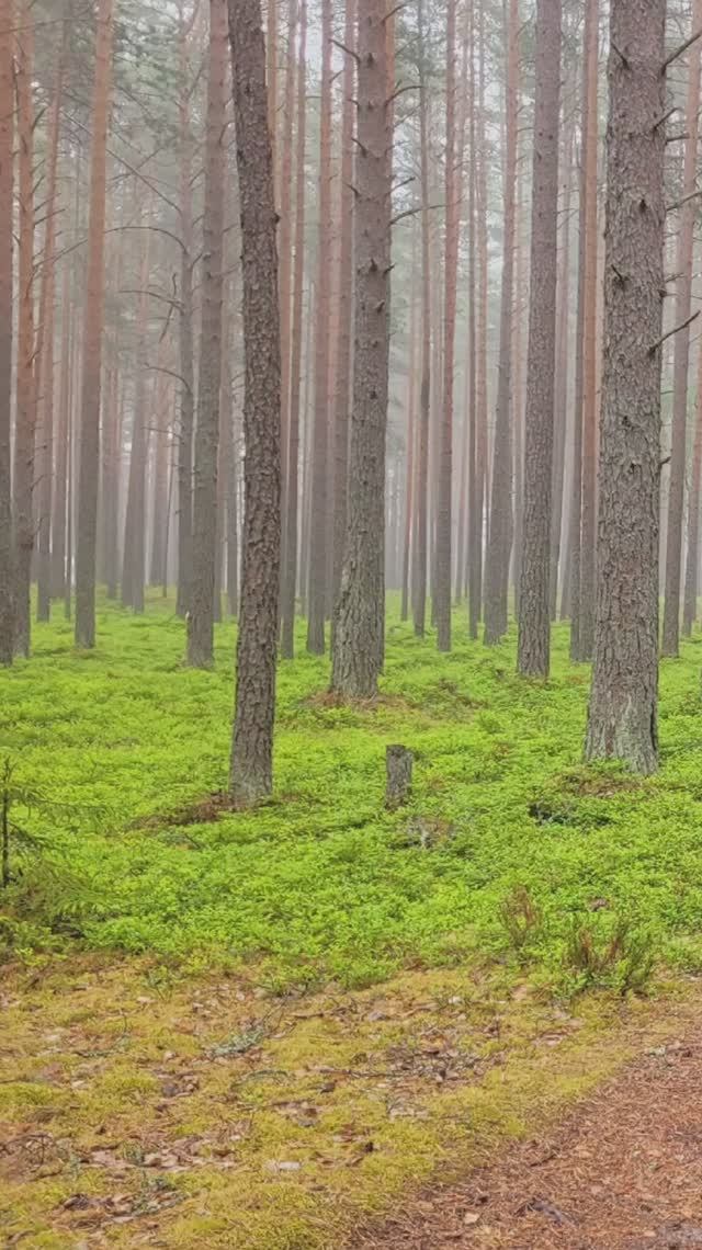 Карельский перешеек 2023. Берег Ладоги после дождя. Июнь 2023г